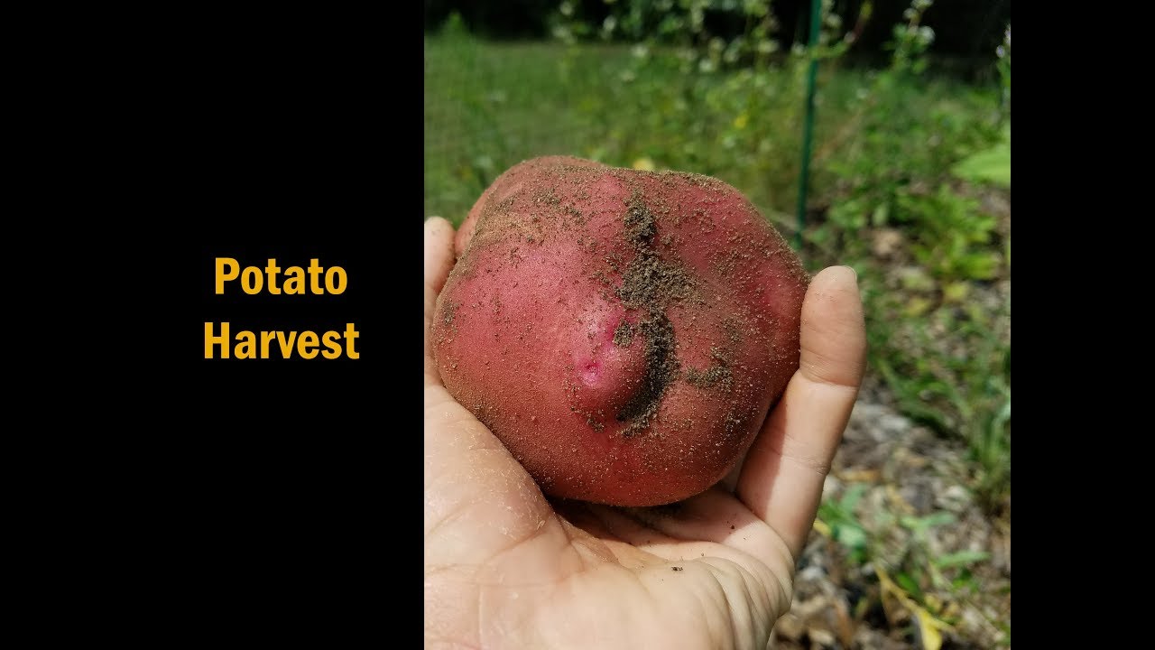 First Potato Harvest - YouTube