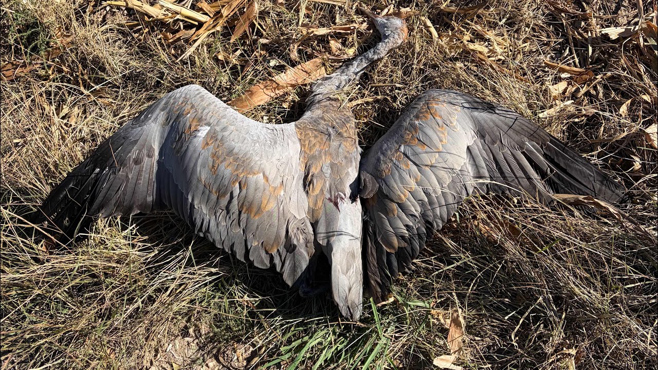 Full sandhill crane cook ribeye in the sky video #hunting #cooking # ...