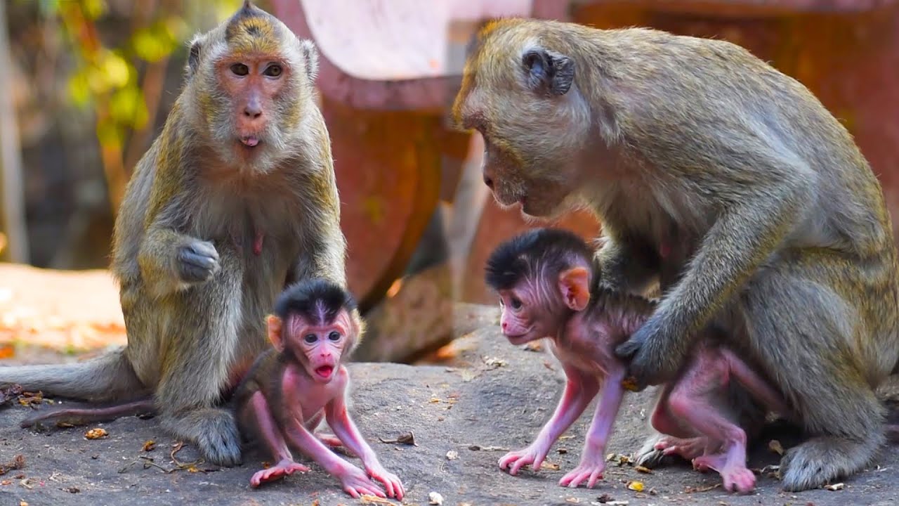 Cute tiny baby very active trying to walk and mom carefully. Gorgeous ...