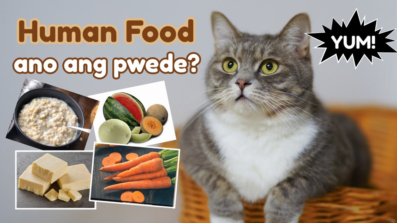 HUMAN FOODS NA PWEDE SA MGA PUSA! - YouTube