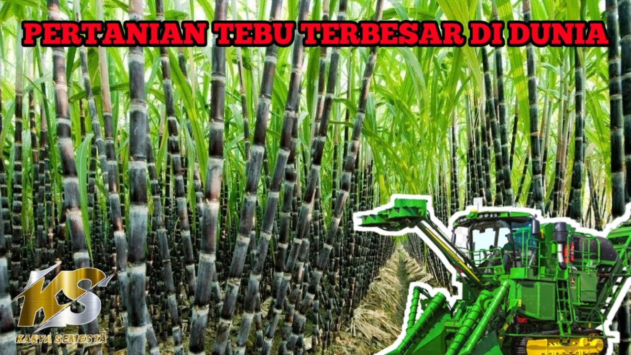 HEBAT!!! pertanian tebu terbesar di brazil- modern sugarcane farming in ...