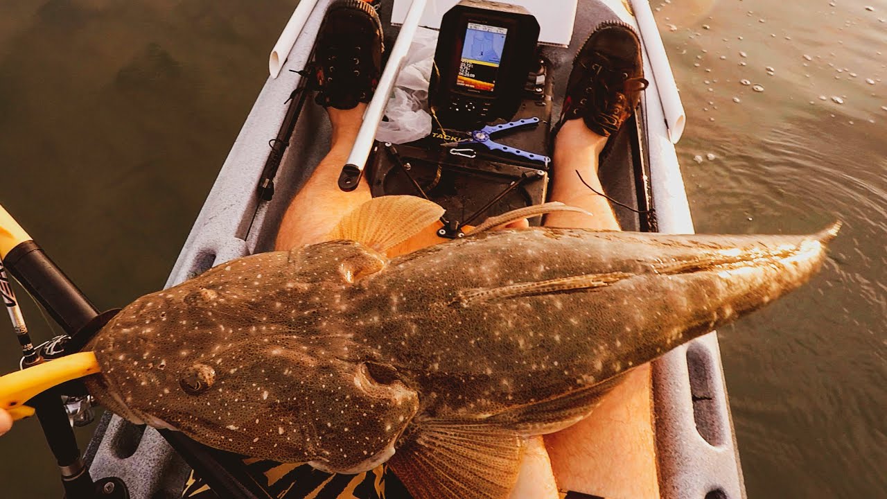 Terranora Creek - Massive Flathead on 6lb gear - YouTube