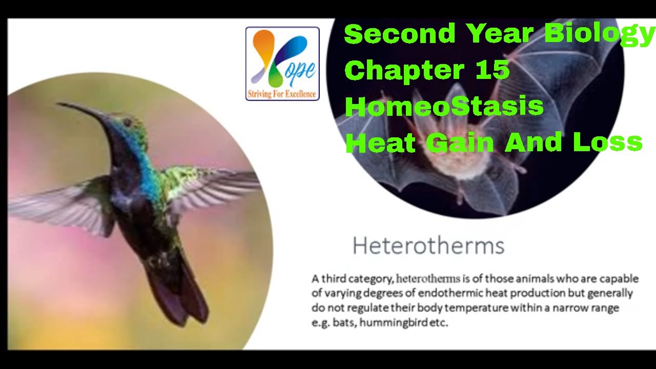 12th biology ch 15 Homeostasis Heat Gain and Loss Animals - YouTube