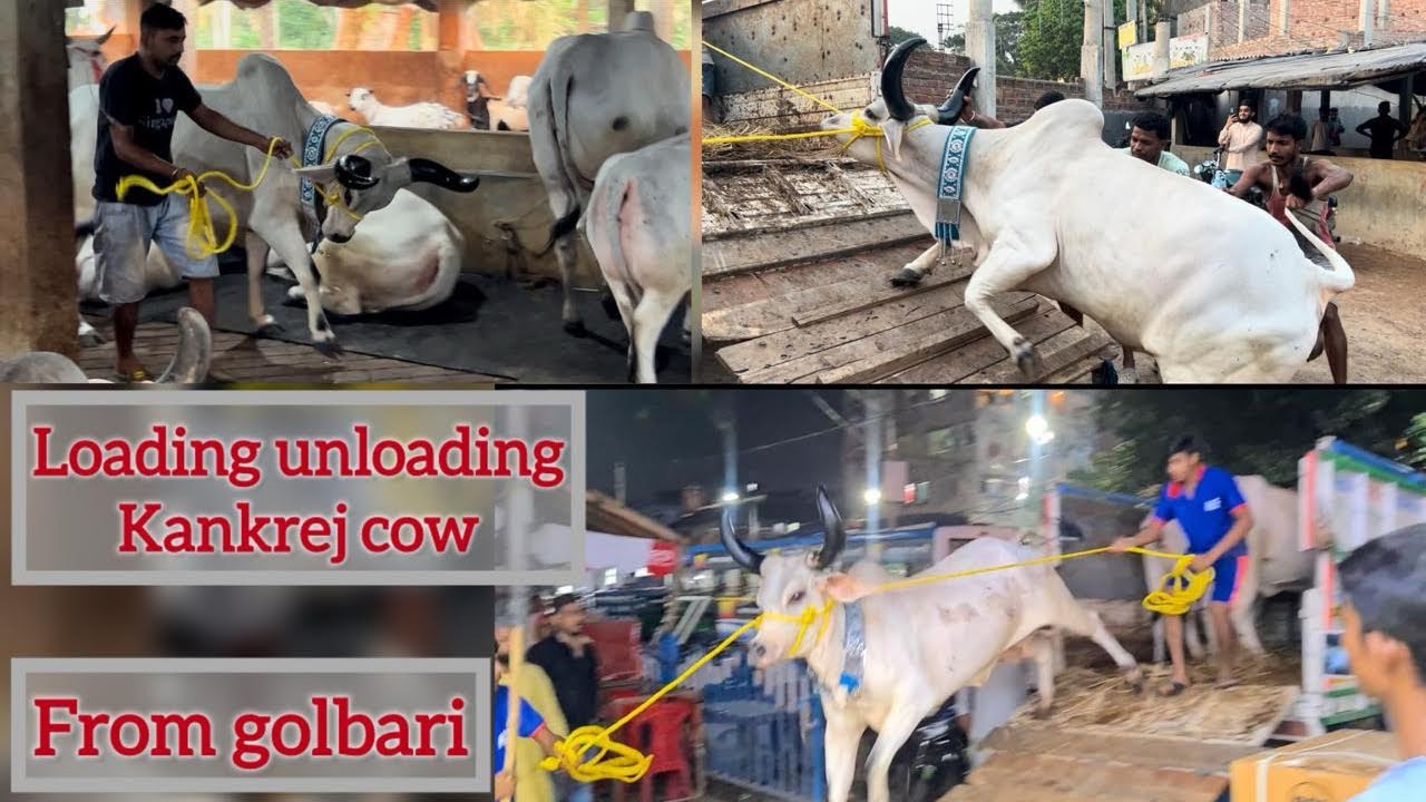 LOADING OF KANKREJ COW FROM AYHAM CATTLE||RAJABAZAR||FULL CHAKALLAS ...