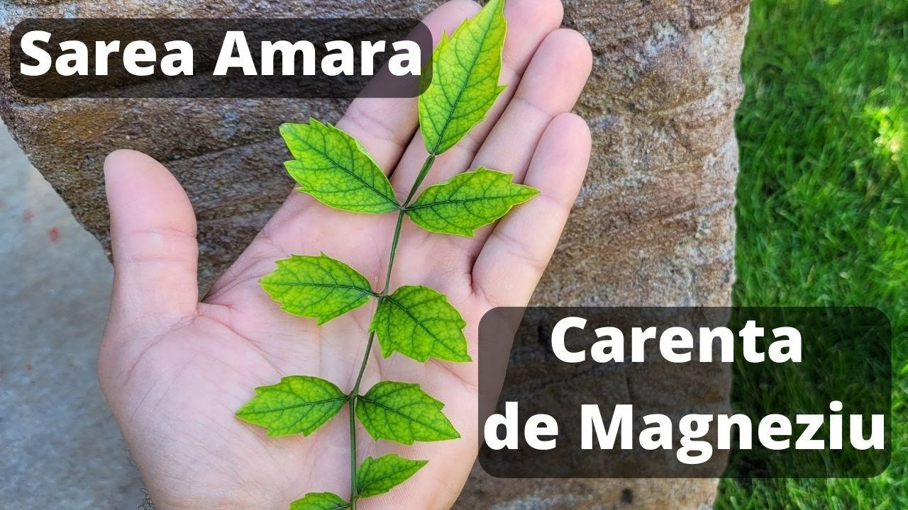 Ce este Sarea Epsom ? | Carenta de Magneziu | Fertilizant Sare amara ...