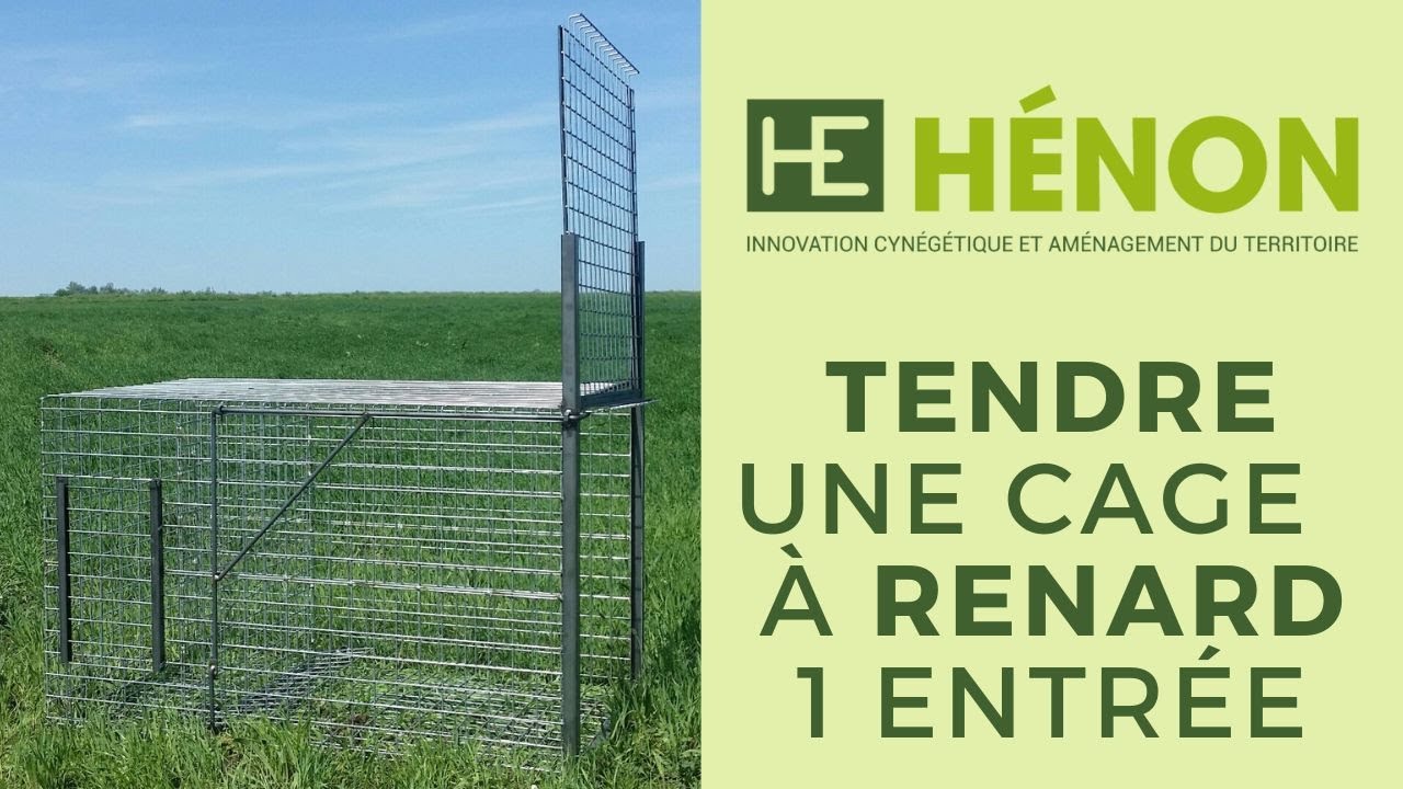 Tendre une cage à renard Hénon 🦊 - YouTube