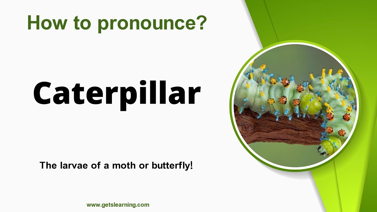 How to pronounce Caterpillar insect in English correctly - YouTube