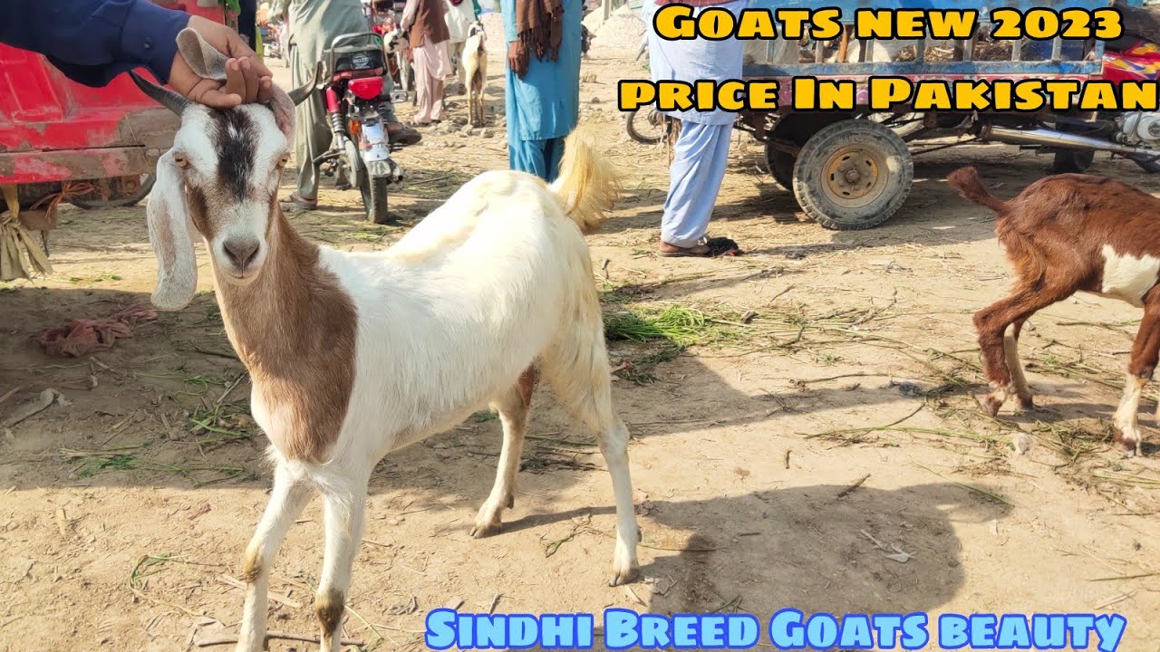 New Prices of Goats in 2023 | Sindhi breed Goats | Halani Cow Goats ...