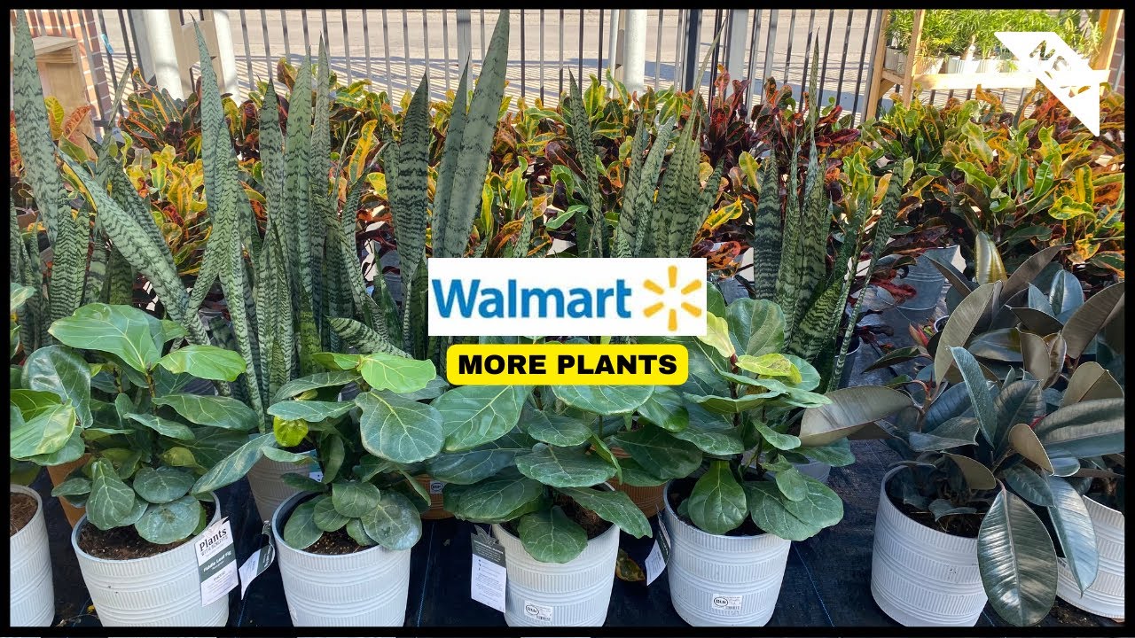 Walmart | More Fall Plants in Stock | Crotons, Snake plants, fiddle ...
