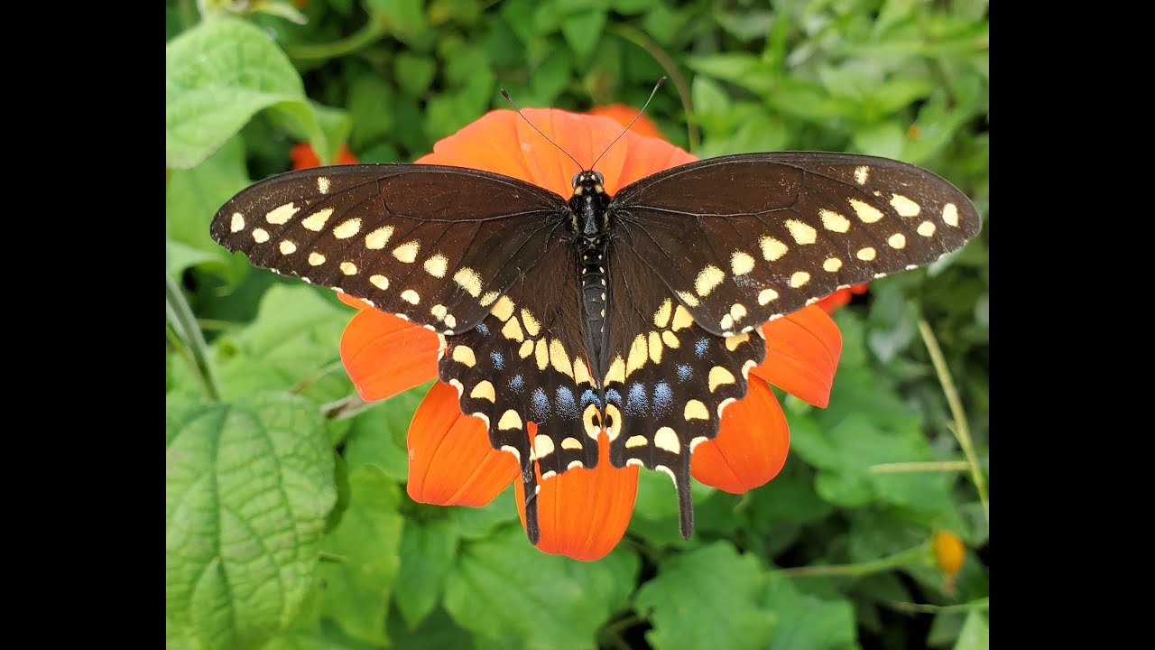 6 minute meditation- venus lock - YouTube