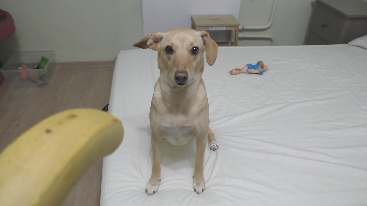 Fear of the Banana - YouTube