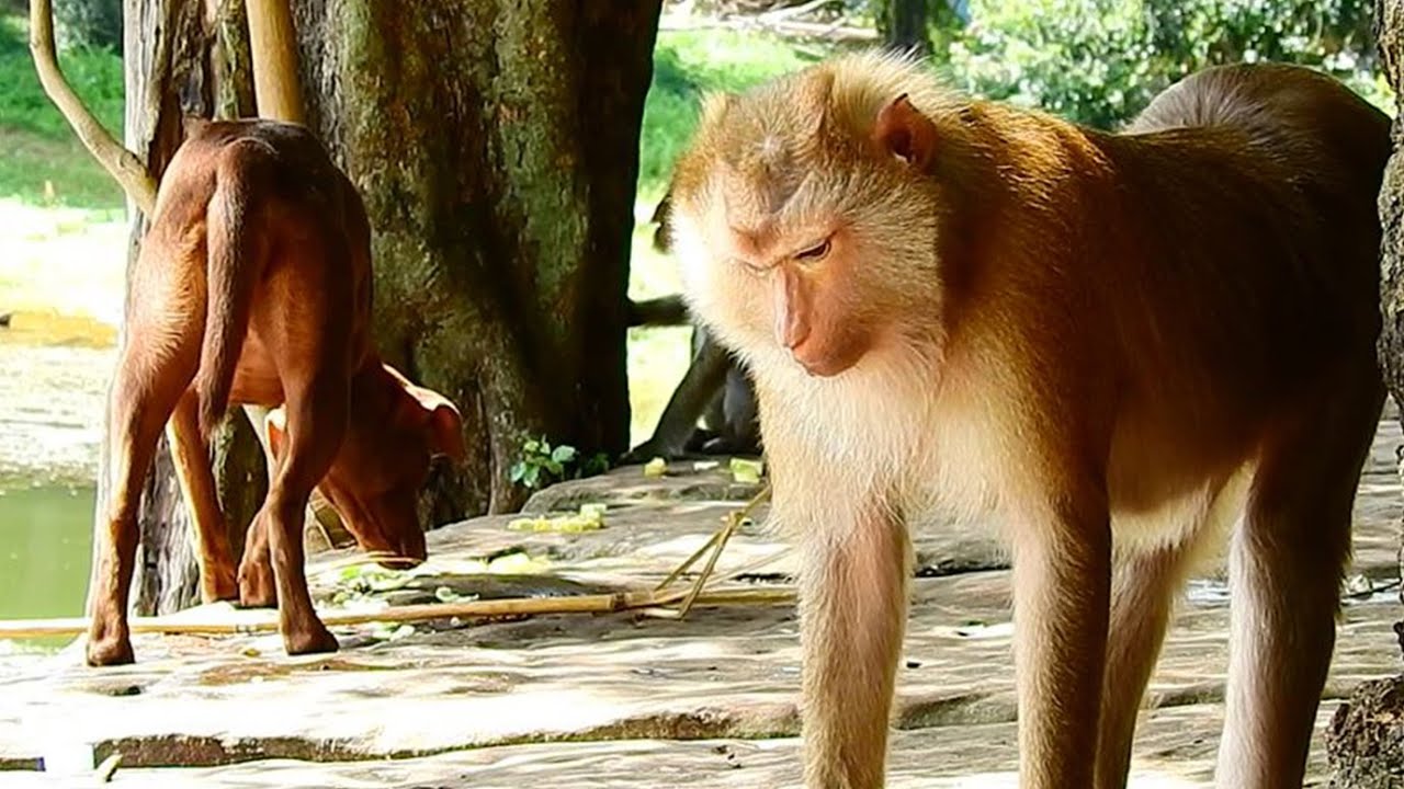 OMG...Dog and Madam monkey , Madam monkey want to attack dog , because ...