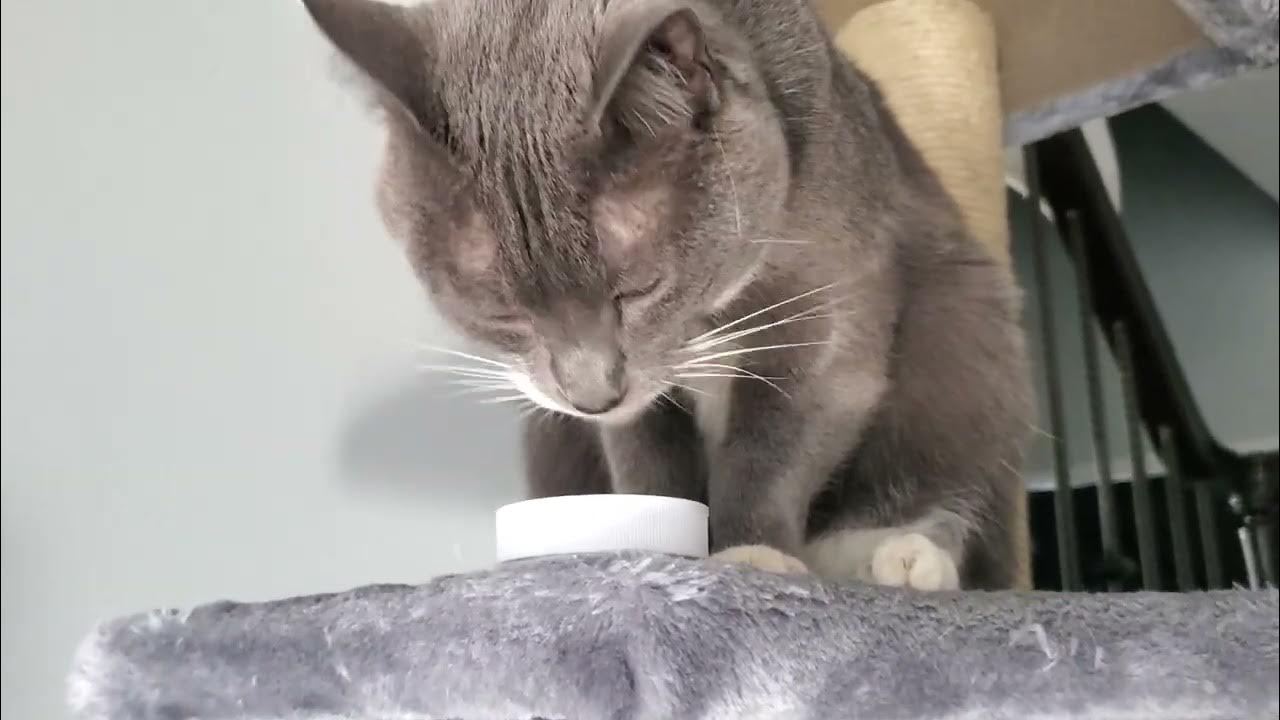 Moo/Aurora Fight After Rolling In Catnip; Daisy Eats Hers - YouTube