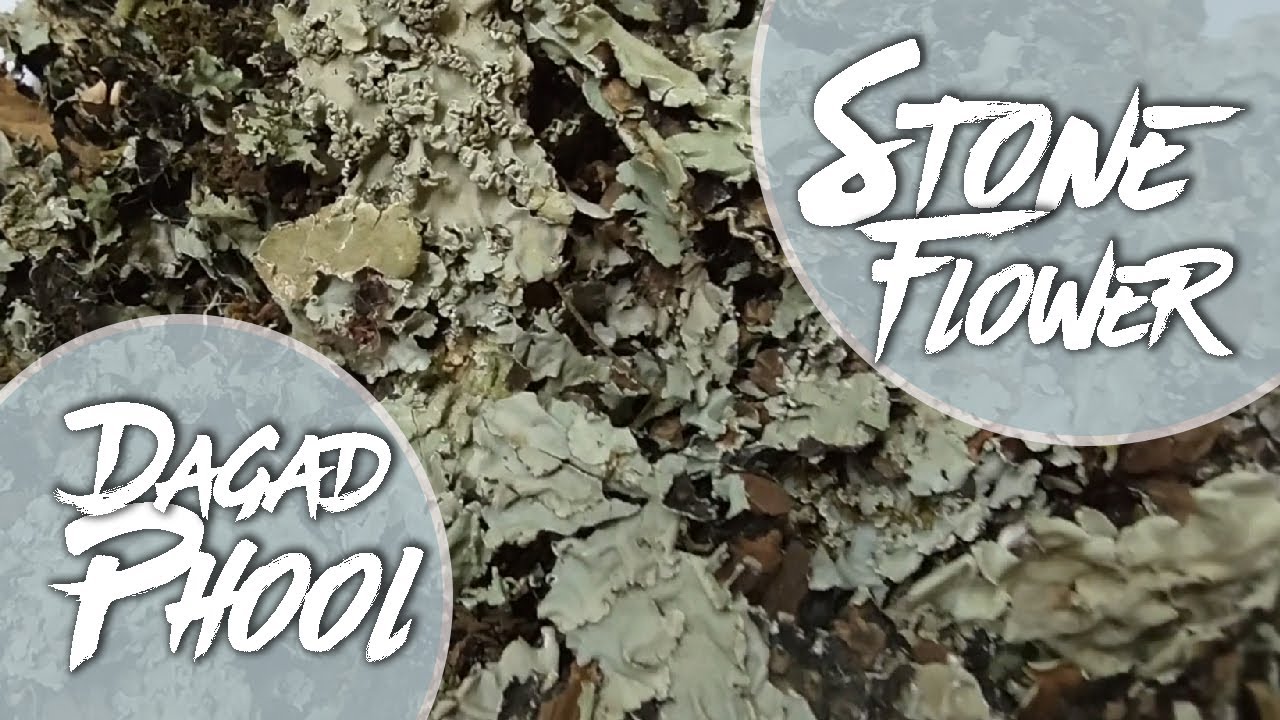 Stone Flower | Pathar Ke Phool Spice | Dagad Phool | Kalpasi ...