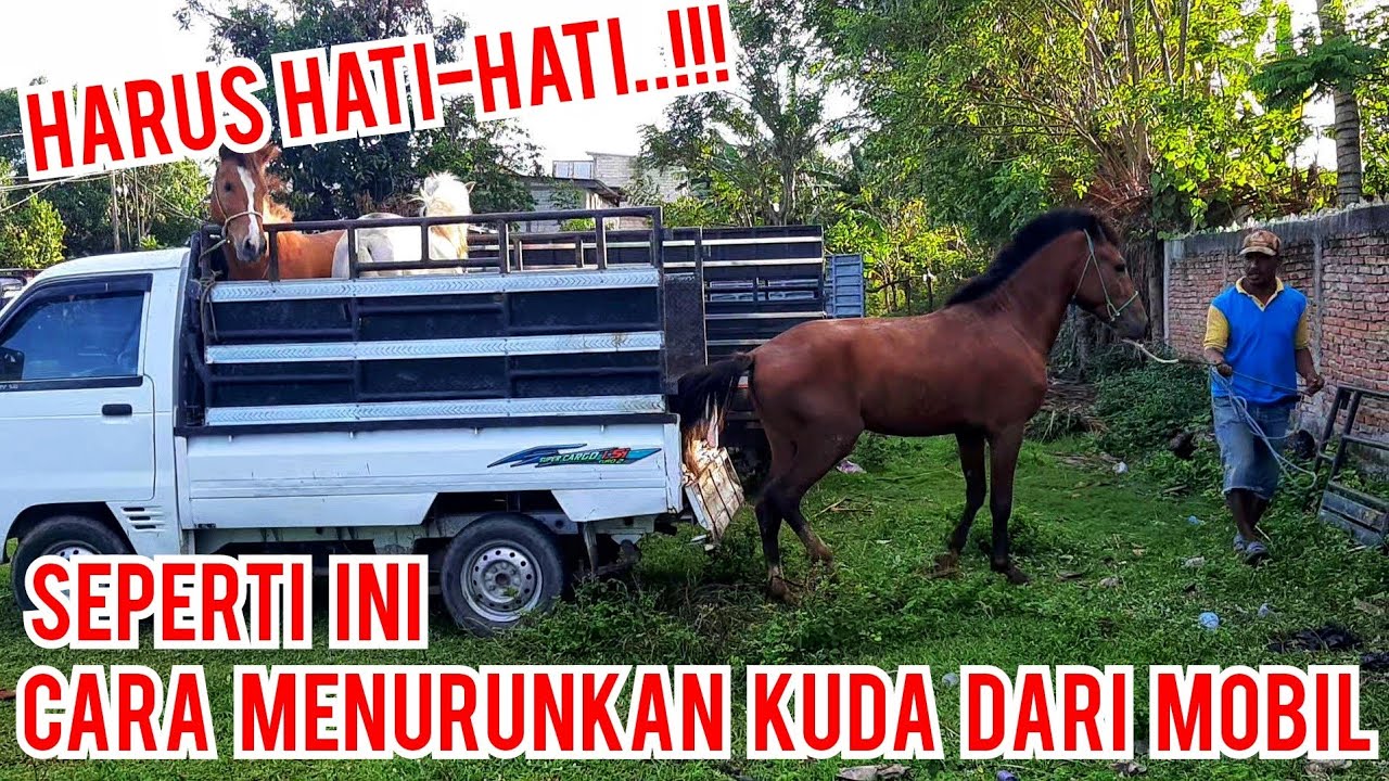 PASAR KUDA | PROSES MENURUNKAN KUDA DARI MOBIL SEBELUM MASUK PASAR KUDA ...