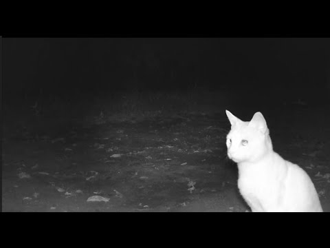 Cats In The Night - Trail Camera - YouTube