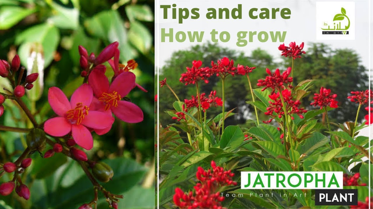 Care tips of Jatropha Plant || growth tips of jatropha plant || Flower ...