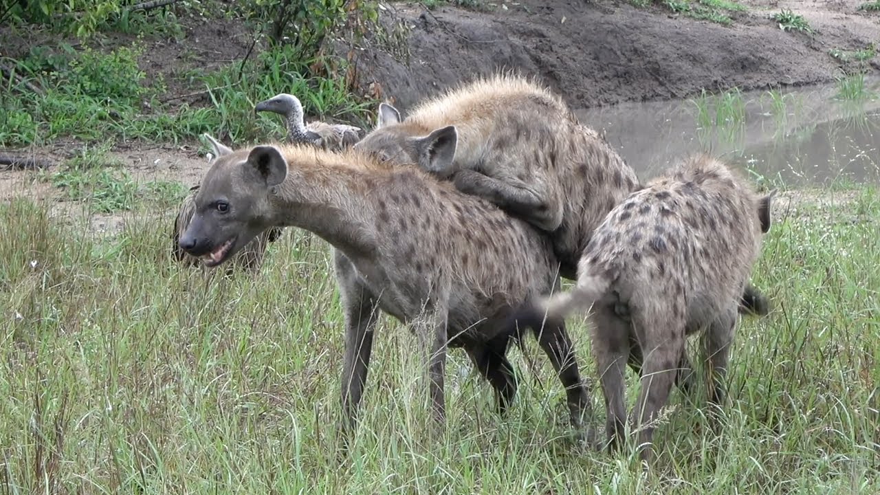 HYENAS show their PLAYFUL side - YouTube