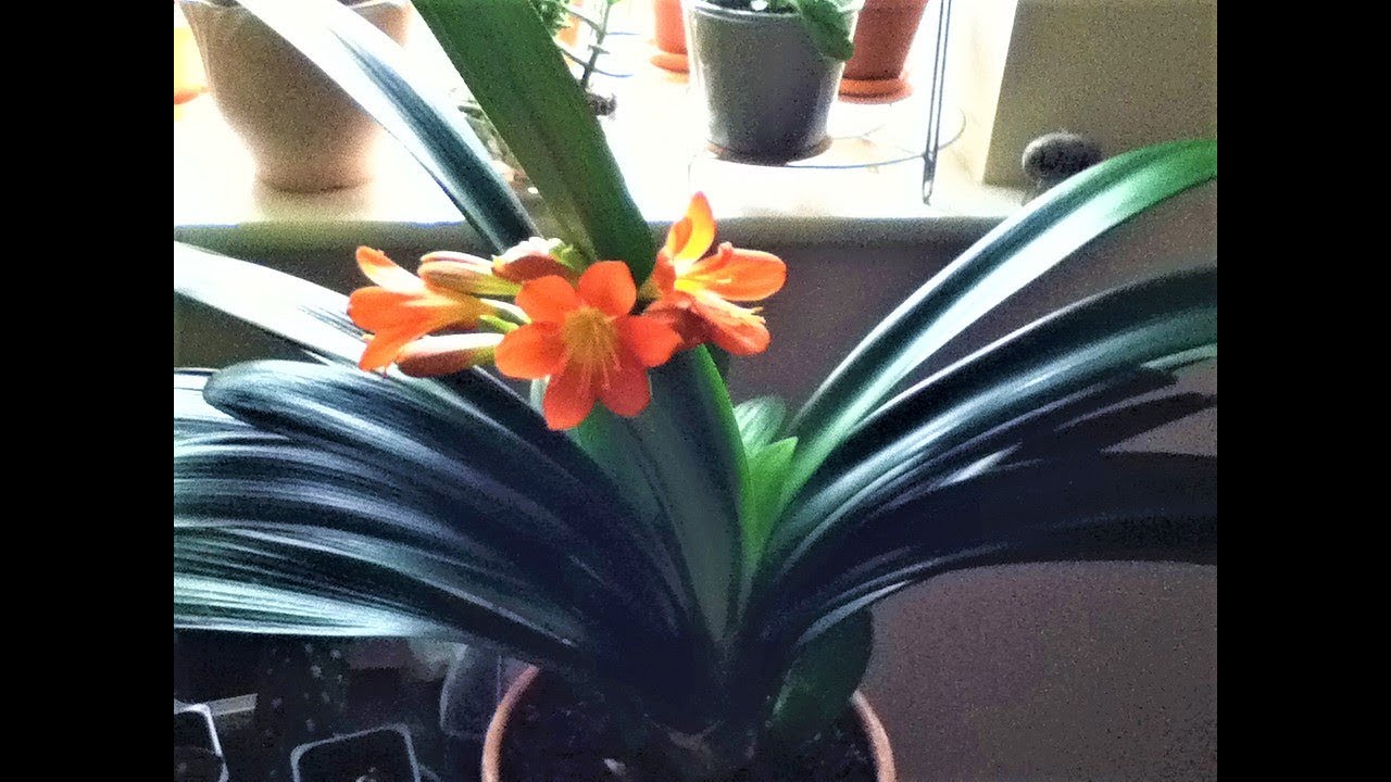 Clivia Miniata/Care Tips - YouTube