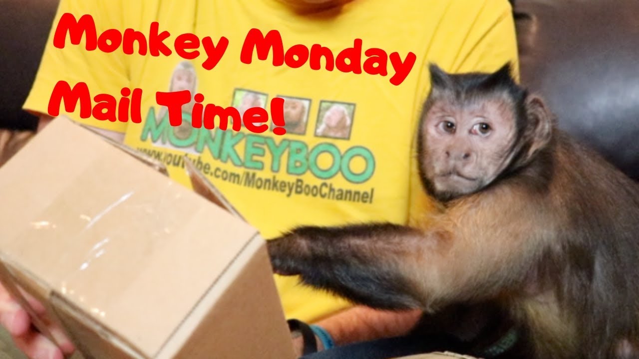 Monkey Monday Mail! Awesome New LED Lights! - YouTube