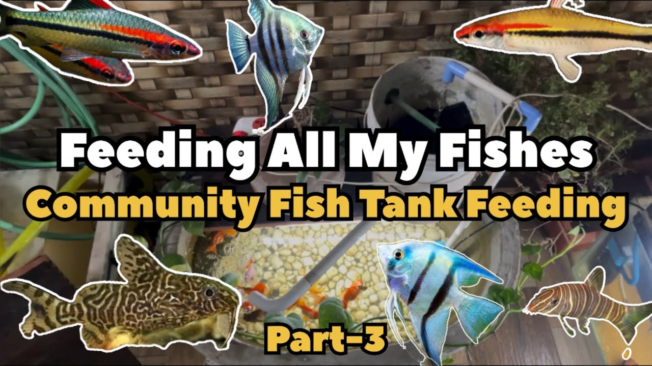Feeding All My Fishes Part 3-🐠Angel Fish, Upside Down Catfish, Tiger ...
