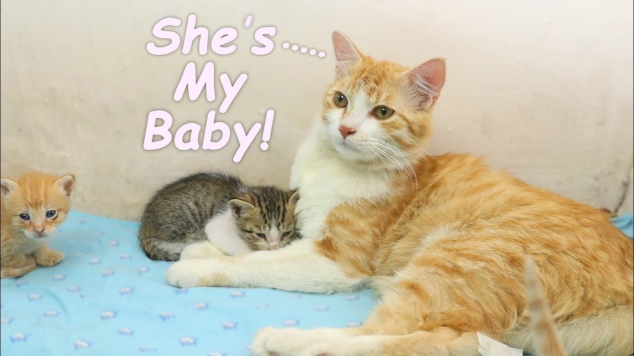 Foster Dad Cat is Proud of a Brave ADOPTED KITTEN he Loves, POOR KITTEN ...