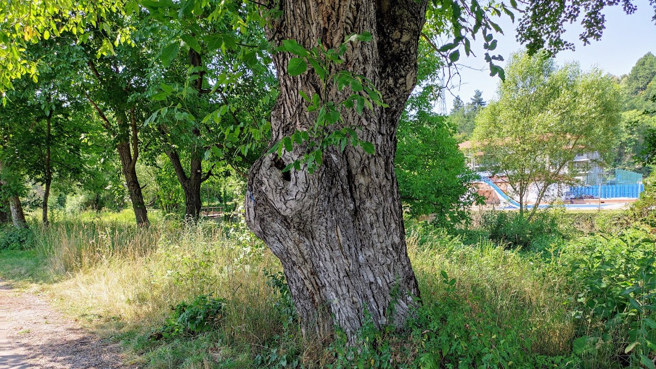 Old Walnut (Juglans regia) Tree in Triavna, Bulgaria - YouTube
