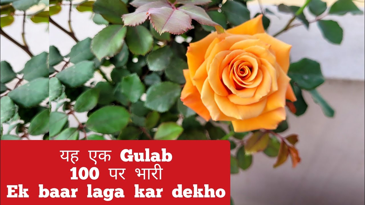 एक Gulab 100 पर भारी, Rose की यह variety लगाओ फूल ही फूल पाओ, Rose ...