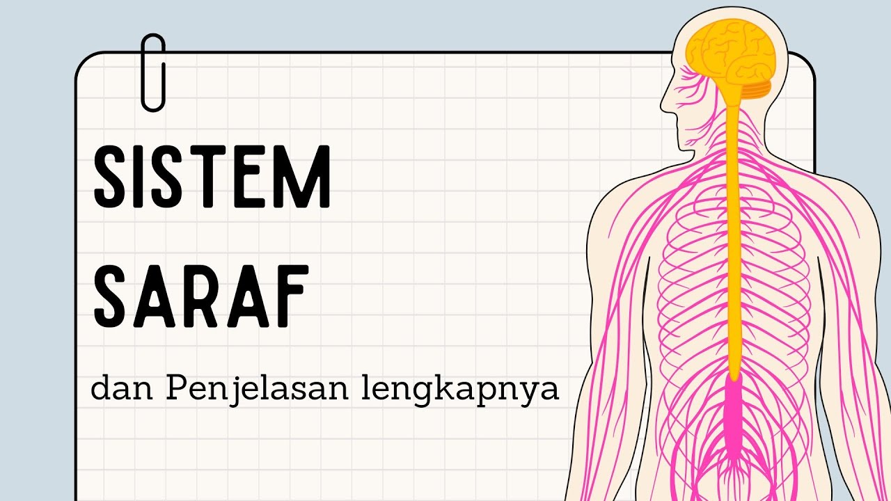 Bagian - Bagian Sistem Saraf dan Penjelasan Lengkapnya #bagiantubuh # ...