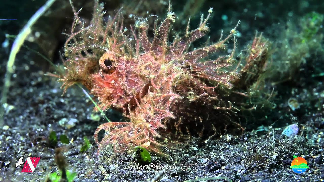 Muck Diving in Lembeh Strait July Highlights - YouTube
