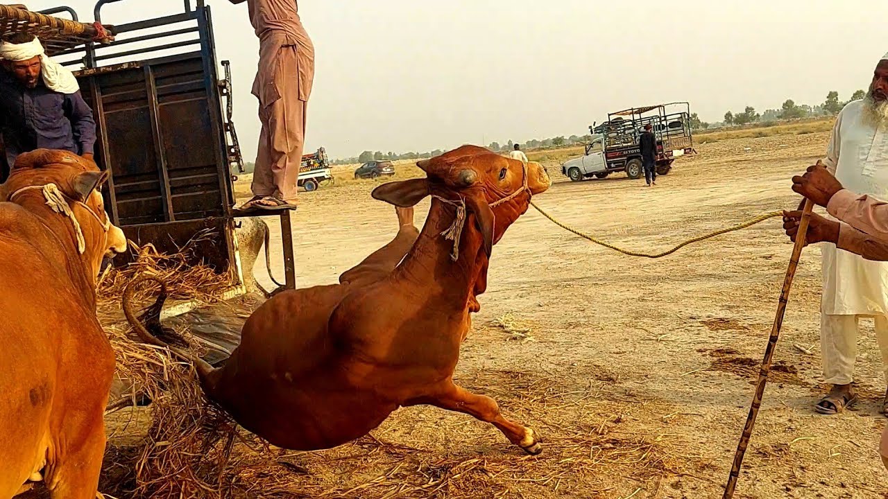 Sher E Babr Bull Unloading || ye Cow Kasay Gir gia - YouTube