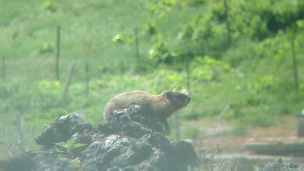 ROCK CHUCK HUNTING! - YouTube