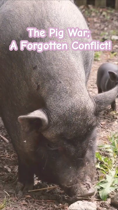 The Pig War; A Forgotten Conflict! - YouTube
