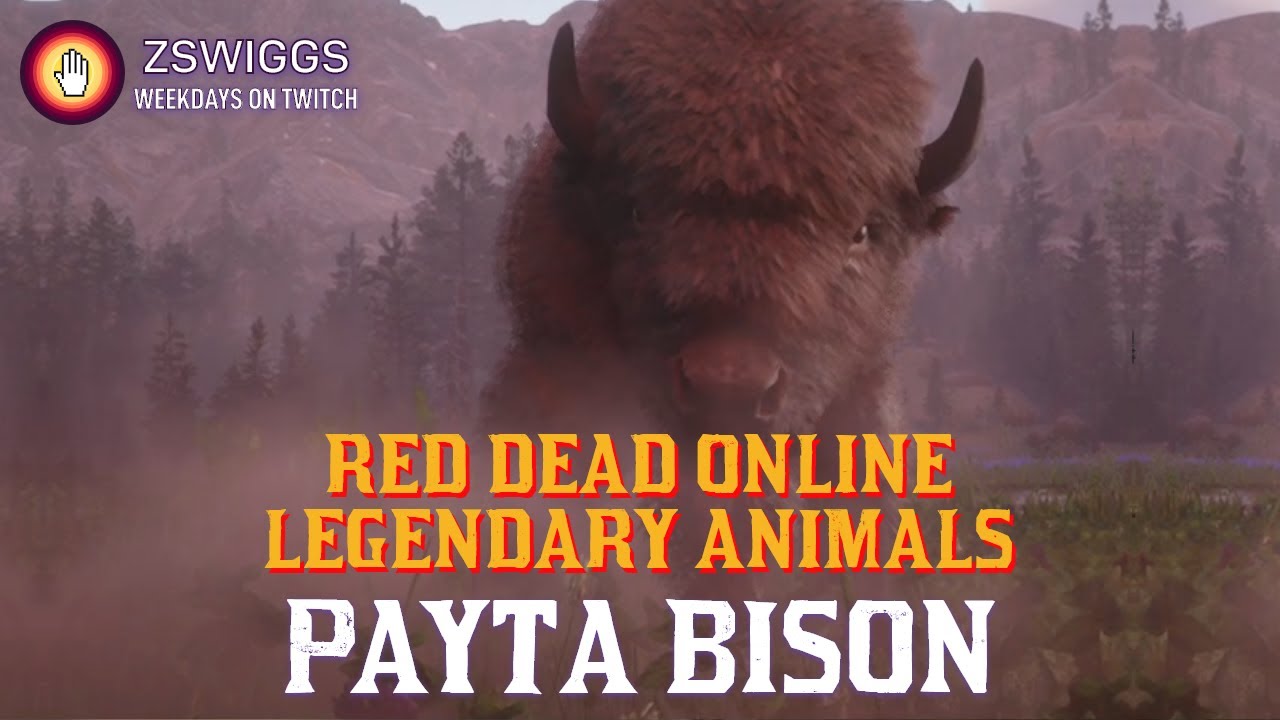 Payta Bison - Red Dead online Naturalist - zswiggs live on Twitch - YouTube
