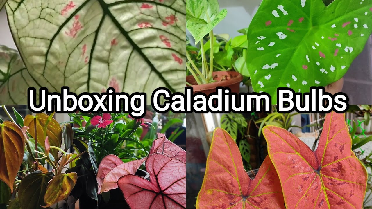 unboxing video|Caladium Bulbs|Caladium Care|Hybrid Caladium|Shade ...