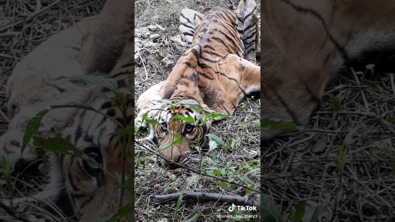 Tiger is in Bad Situation - YouTube
