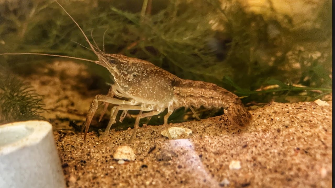 "Feeding My Pet Crawdad in its Aquarium - Watch it Go Wild for Food ...