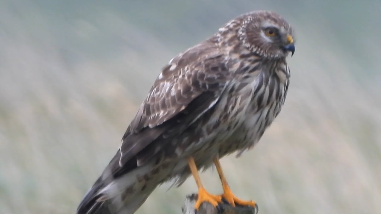 Female Hen Harrier. - YouTube