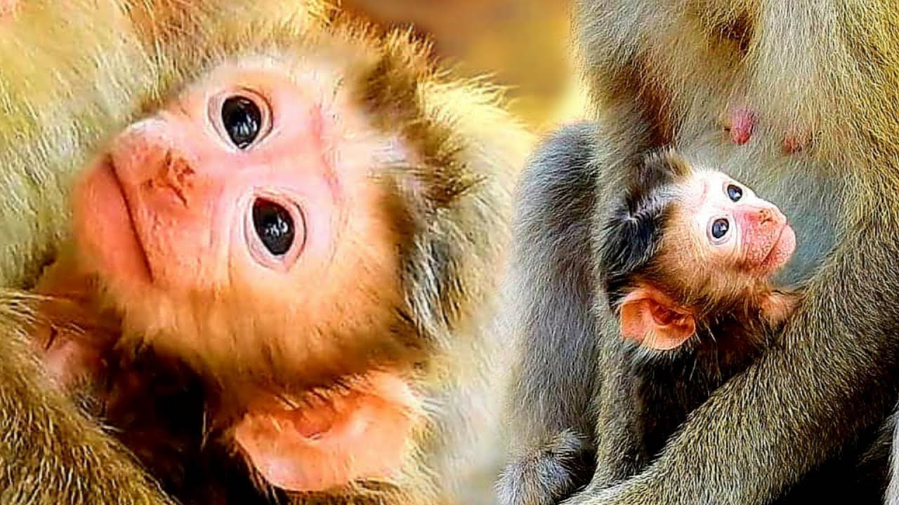 Wow So Great Coagulation For Younger Pigtail Mom Just Gave Birth For ...