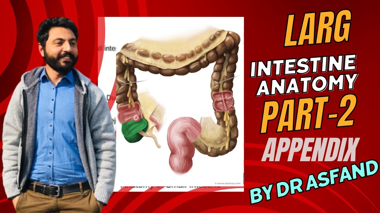 Larg intestine/ Anatomy of Appendix/ Blood supply / Nerve supply - YouTube