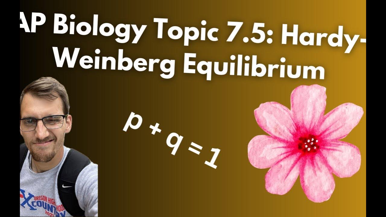 7.5 Hardy-Weinberg Equilibrium - AP Biology - YouTube
