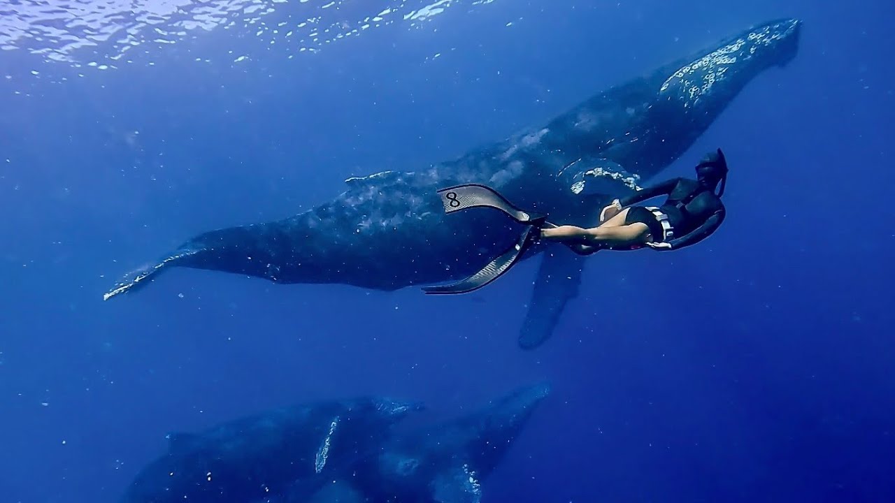 The Magic of Freediving with Humpback Whales: A Rare and Emotional ...