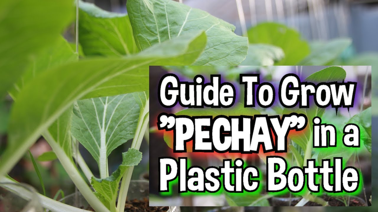 Epektibong Paraan Ng Pagtanim Ng Pechay Sa Plastic Bottle | Paano ...