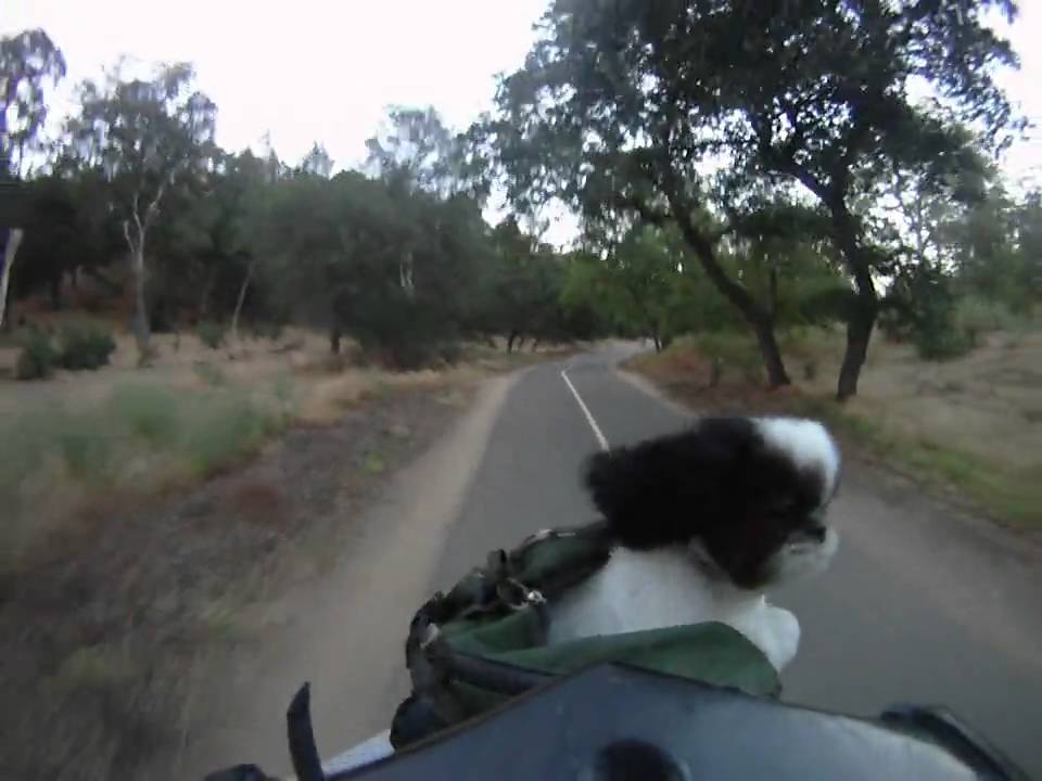 Shih-tzu in a Backpack: American River Bike Trail - YouTube
