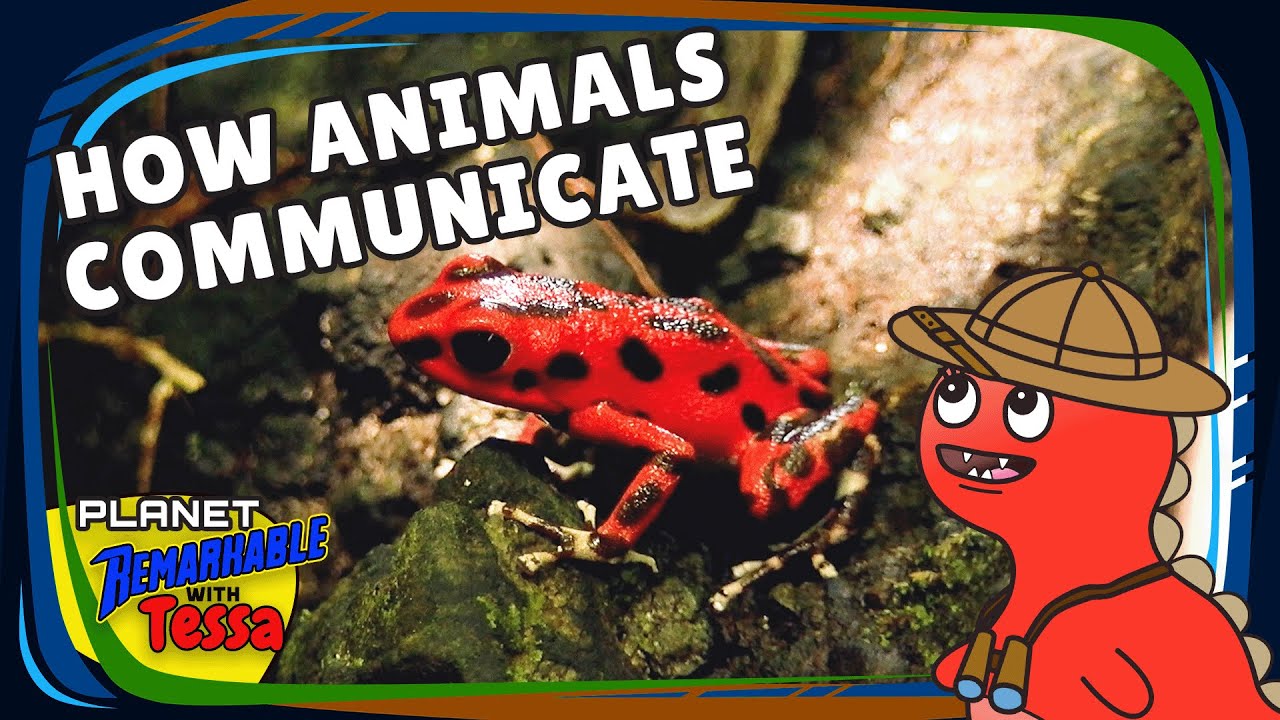 HOW DO ANIMALS TALK TO EACH OTHER? - Planet Remarkable With Tessa ...