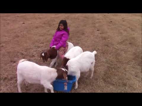 HOW TO RIDE A GOAT - The Little-Peppers Goat Rider Video - YouTube