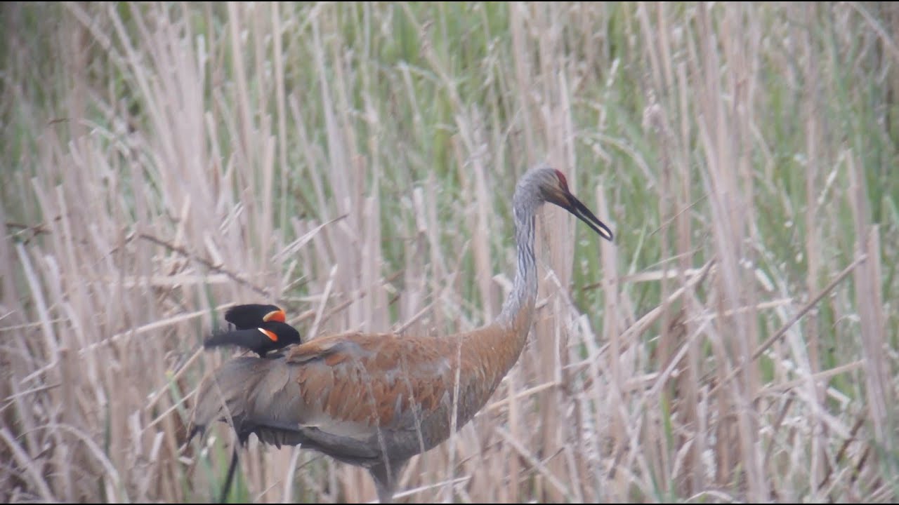 Red-winged Blackbird Attacks Sandhill Crane, 5/11/2024 (HD) - YouTube