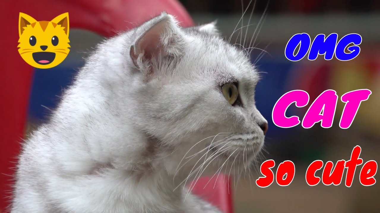 OMG These Cats Are So Cute And Beautiful | Viral Cat - YouTube