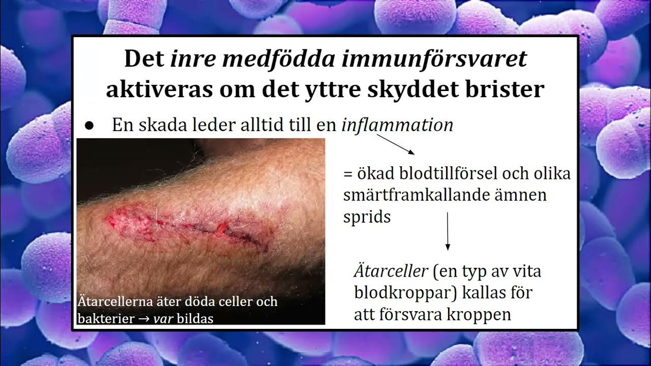 lektion-4-infektionssjukdomar-kroppens-immunf-rsvar-youtube