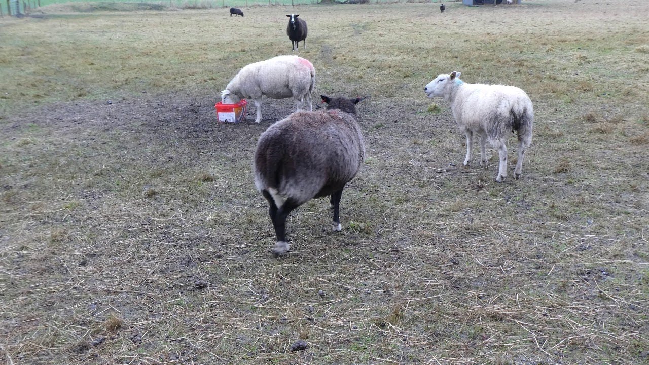 Scottish Sheep In The Rain On Visit To Highland Perthshire Scotland ...